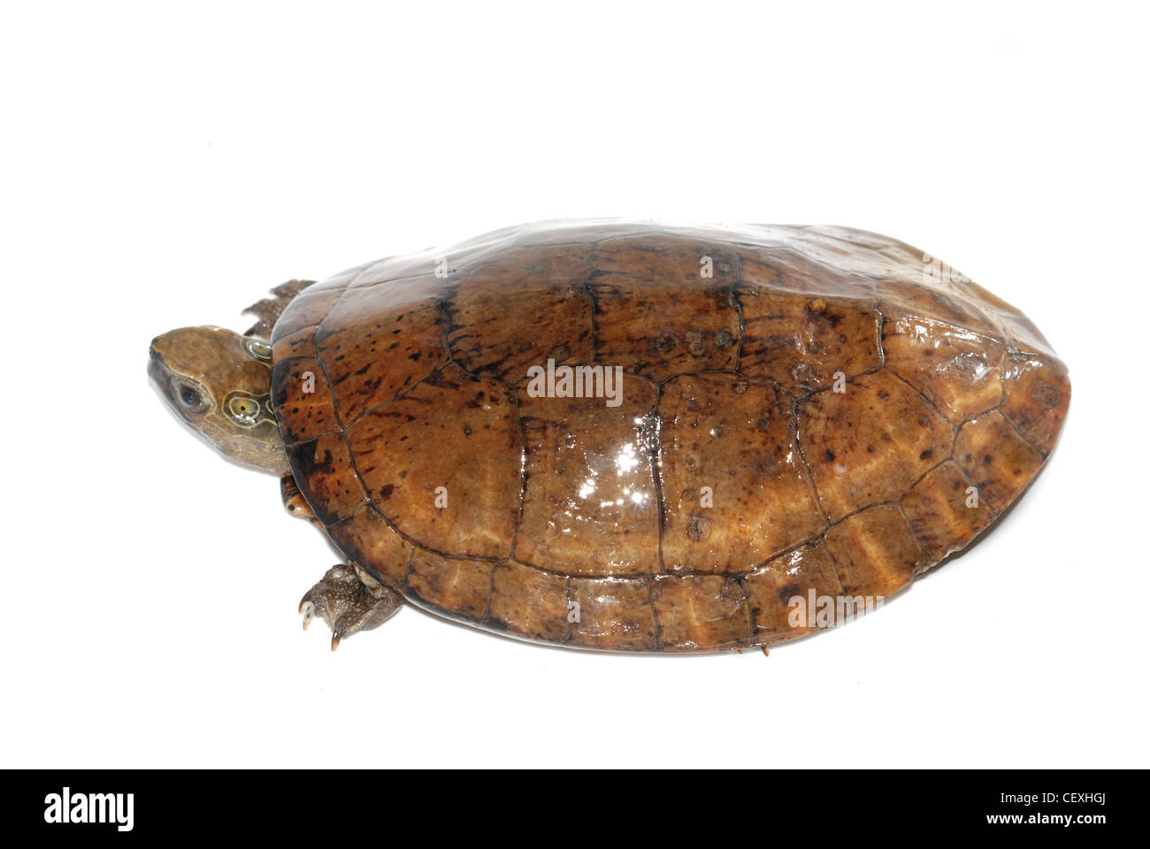Four-eyed turtle (Sacalia quadriocellata Stock Photo - Alamy