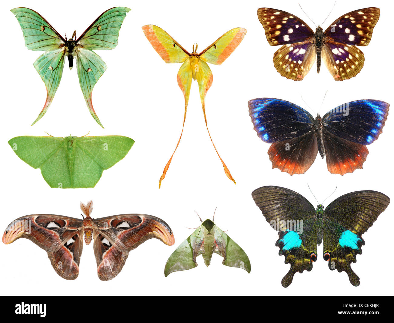 butterfly moth collection set isolated in white background Stock Photo ...