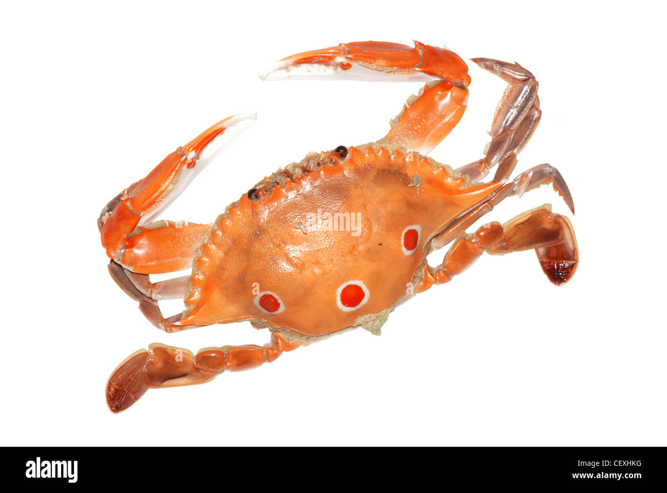 Close up red sea crab Cut Out Stock Images & Pictures - Alamy