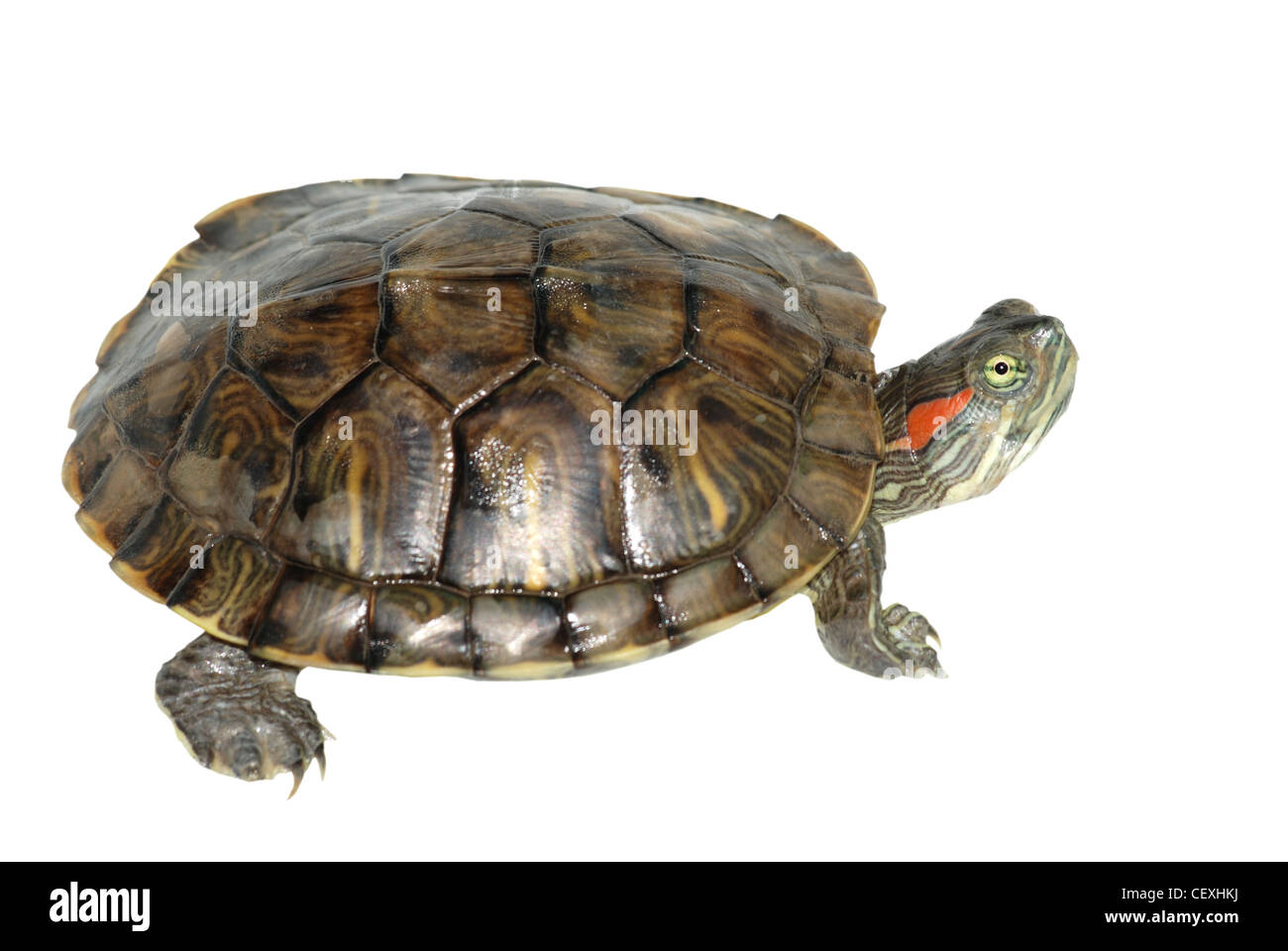 pet turtle red-eared slider(Trachemys scripta elegans) isolated on ...