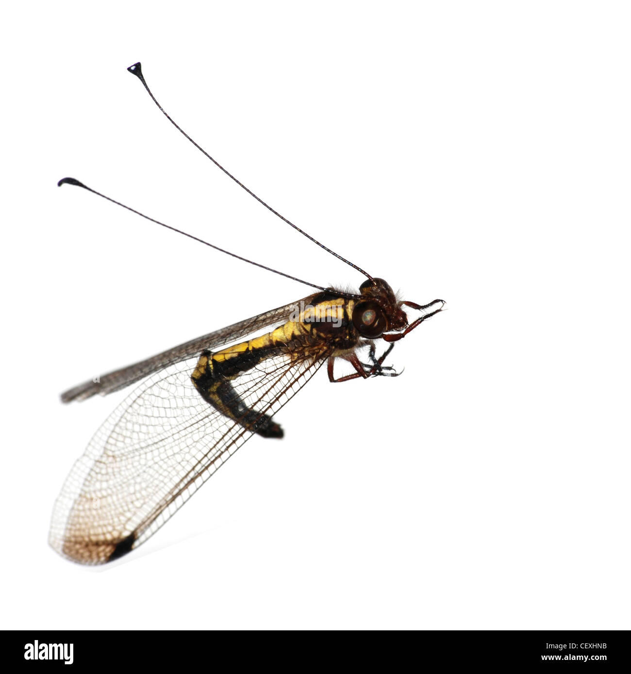 insect owl fly isolated in white background Stock Photo - Alamy