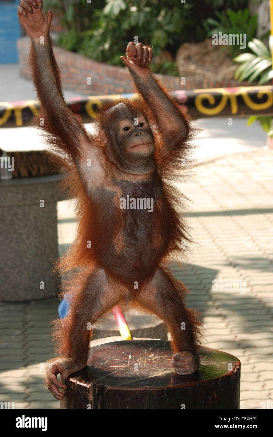 Monkey ape hi-res stock photography and images - Alamy