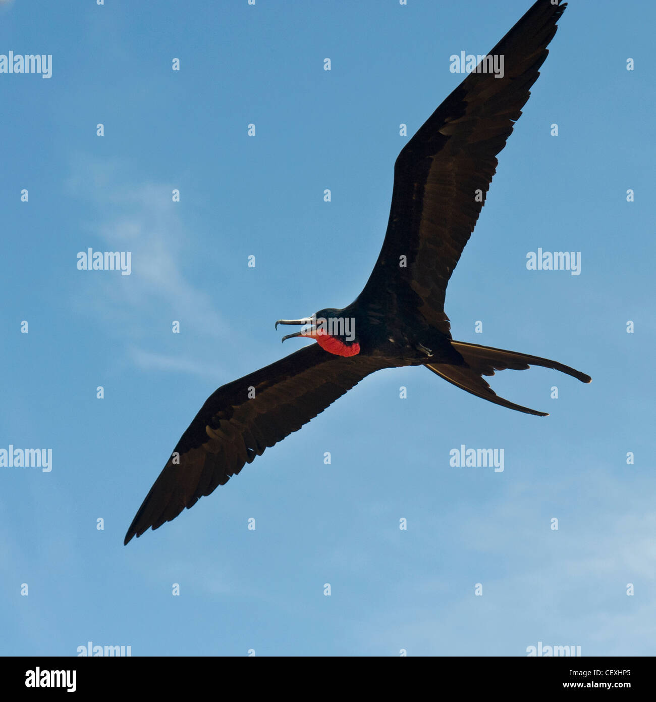 a frigatebird in flight; galapagos, equador Stock Photo - Alamy
