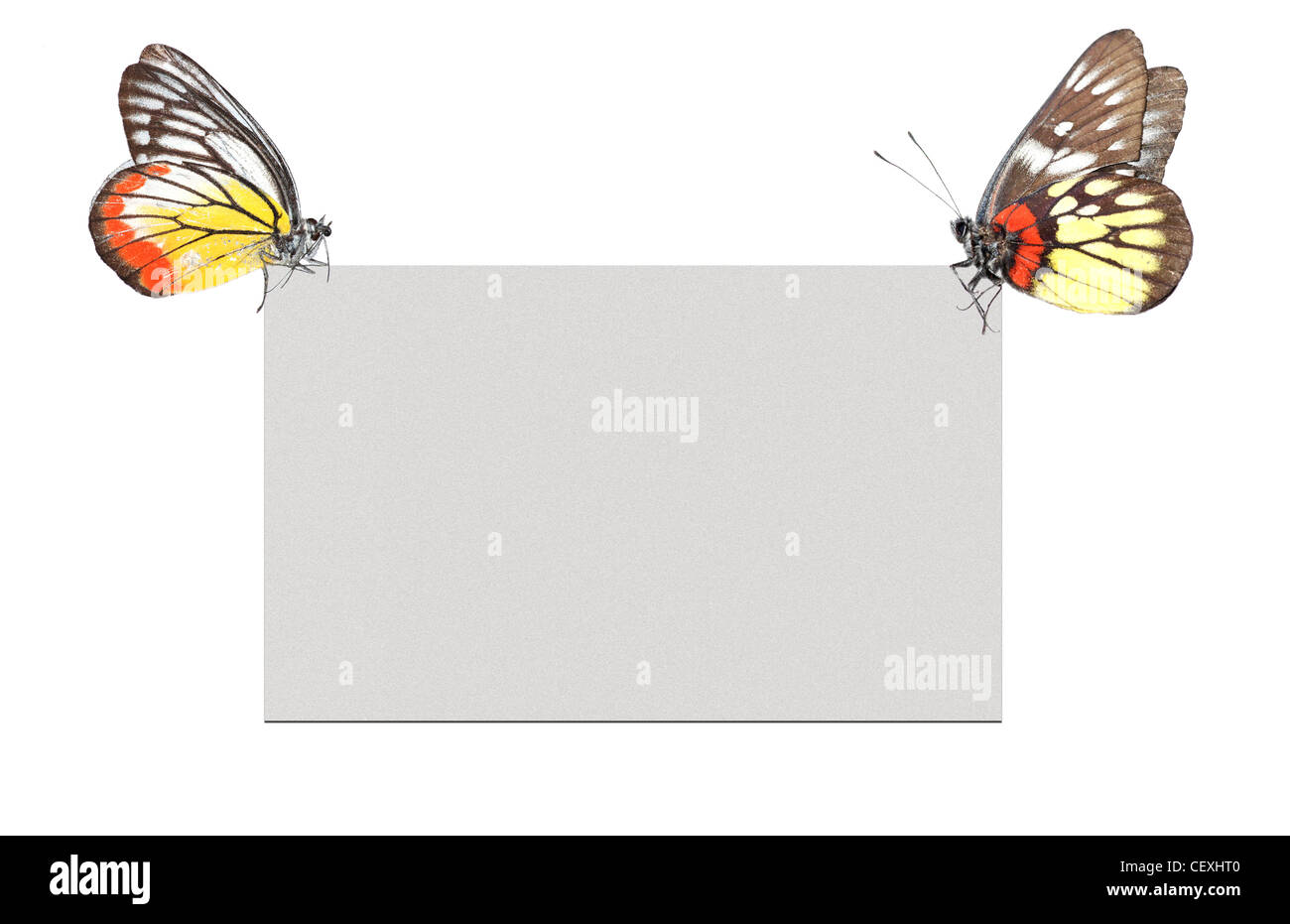 butterfly blank poster frame background Stock Photo - Alamy