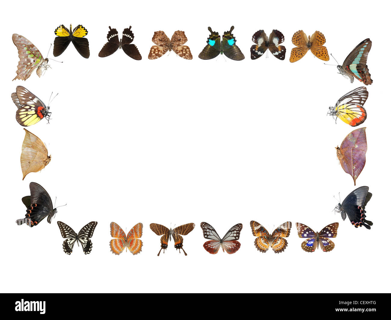 Butterfly frame background isolated in white Stock Photo - Alamy