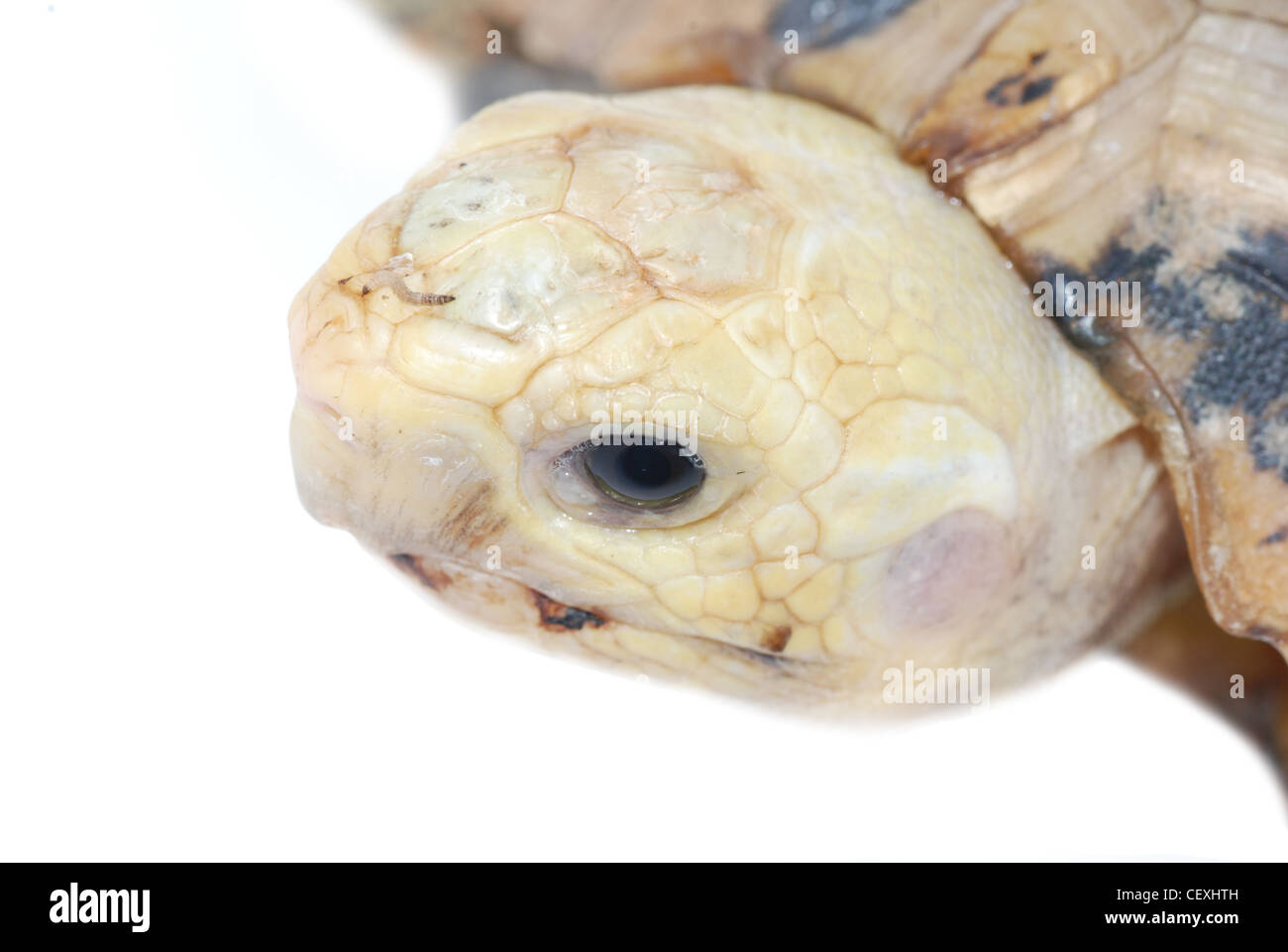 Elongated tortoise hi-res stock photography and images - Alamy