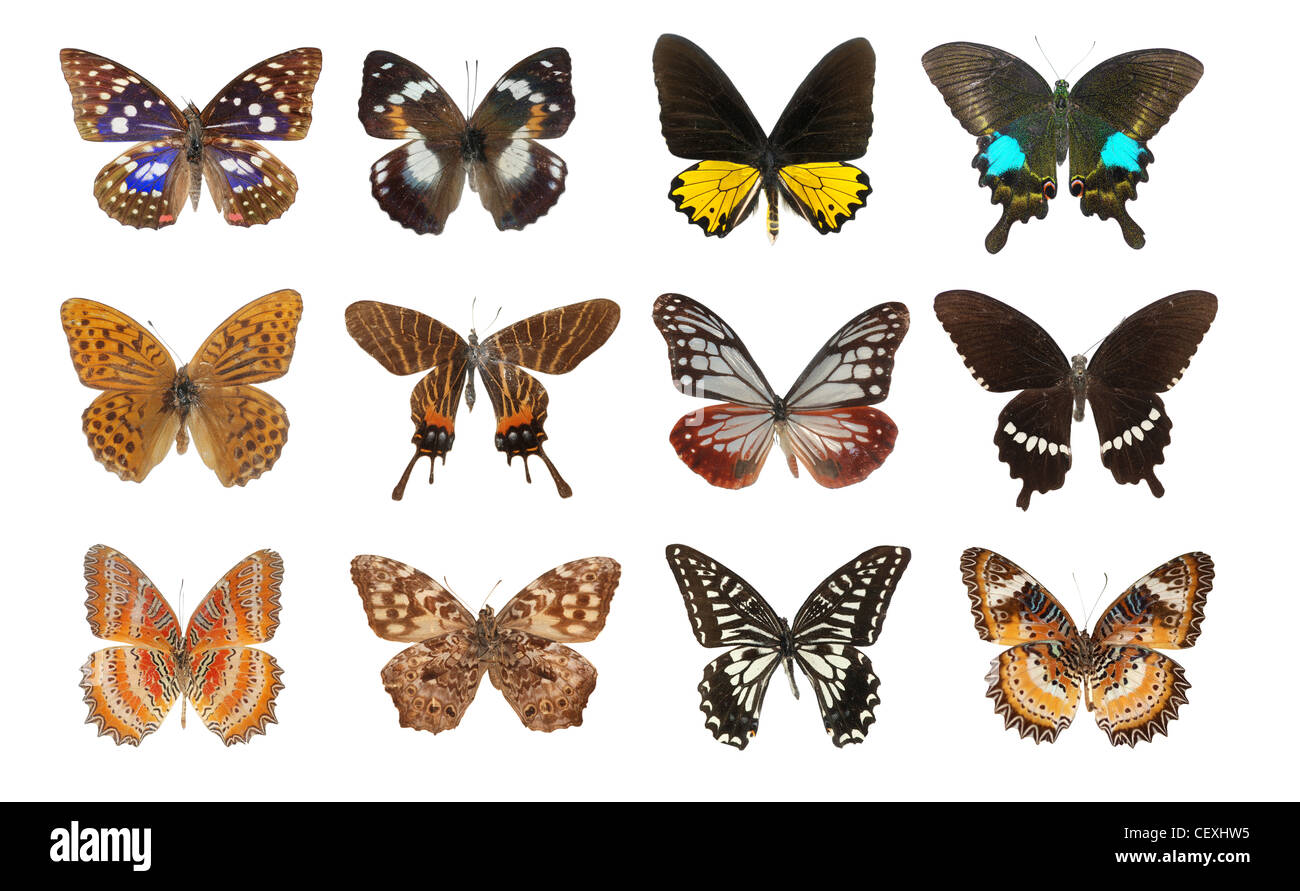butterfly collection set isolated in white background Stock Photo - Alamy