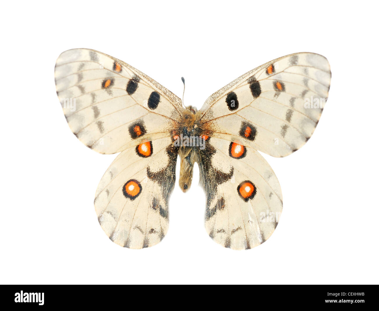 Spring apollo and animals hi-res stock photography and images - Alamy