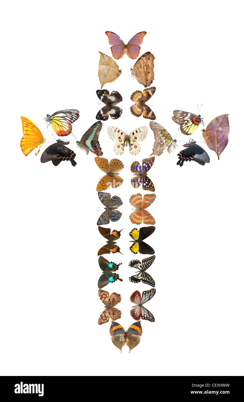 cross made by butterfly isolated on white background Stock Photo - Alamy