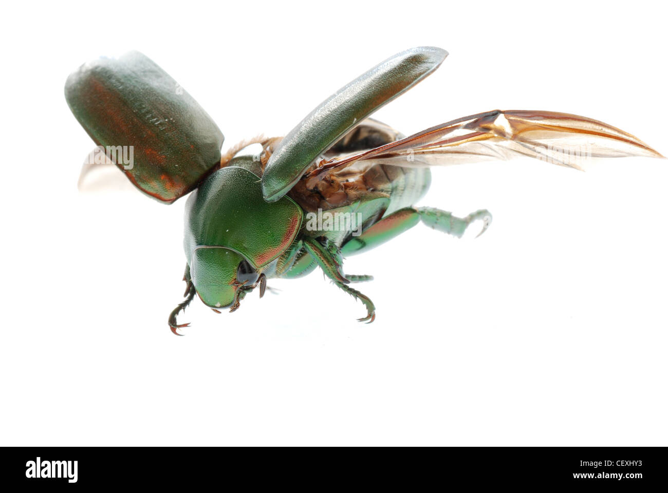 flying insect green beetle (Anomala cupripes) isolated on white ...