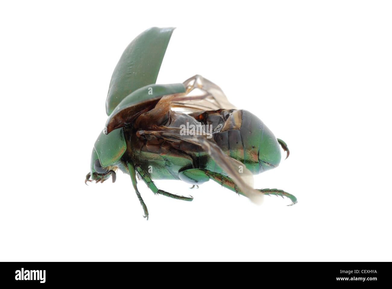 flying insect green beetle (Anomala cupripes) isolated on white ...