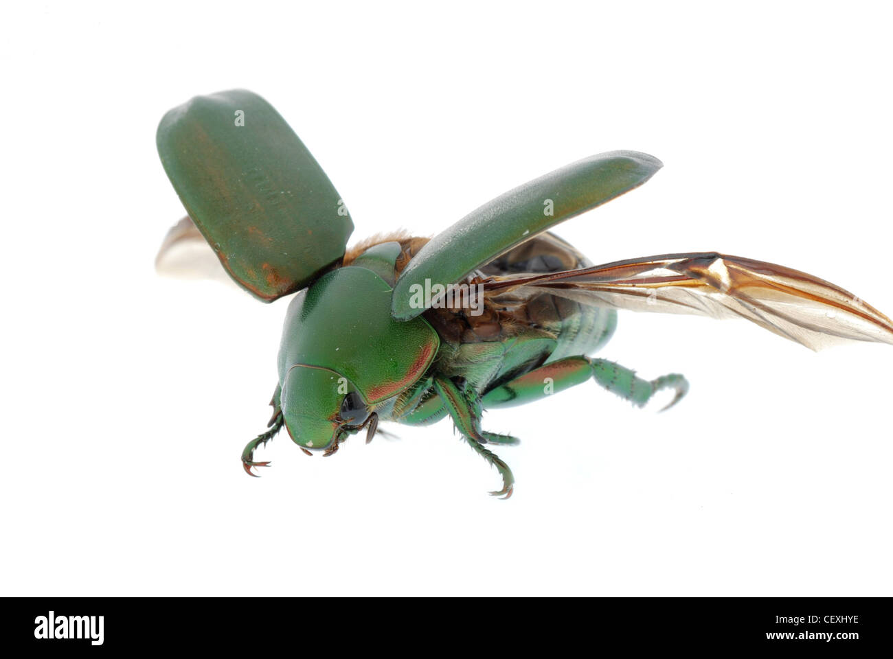 flying insect green beetle (Anomala cupripes) isolated on white ...