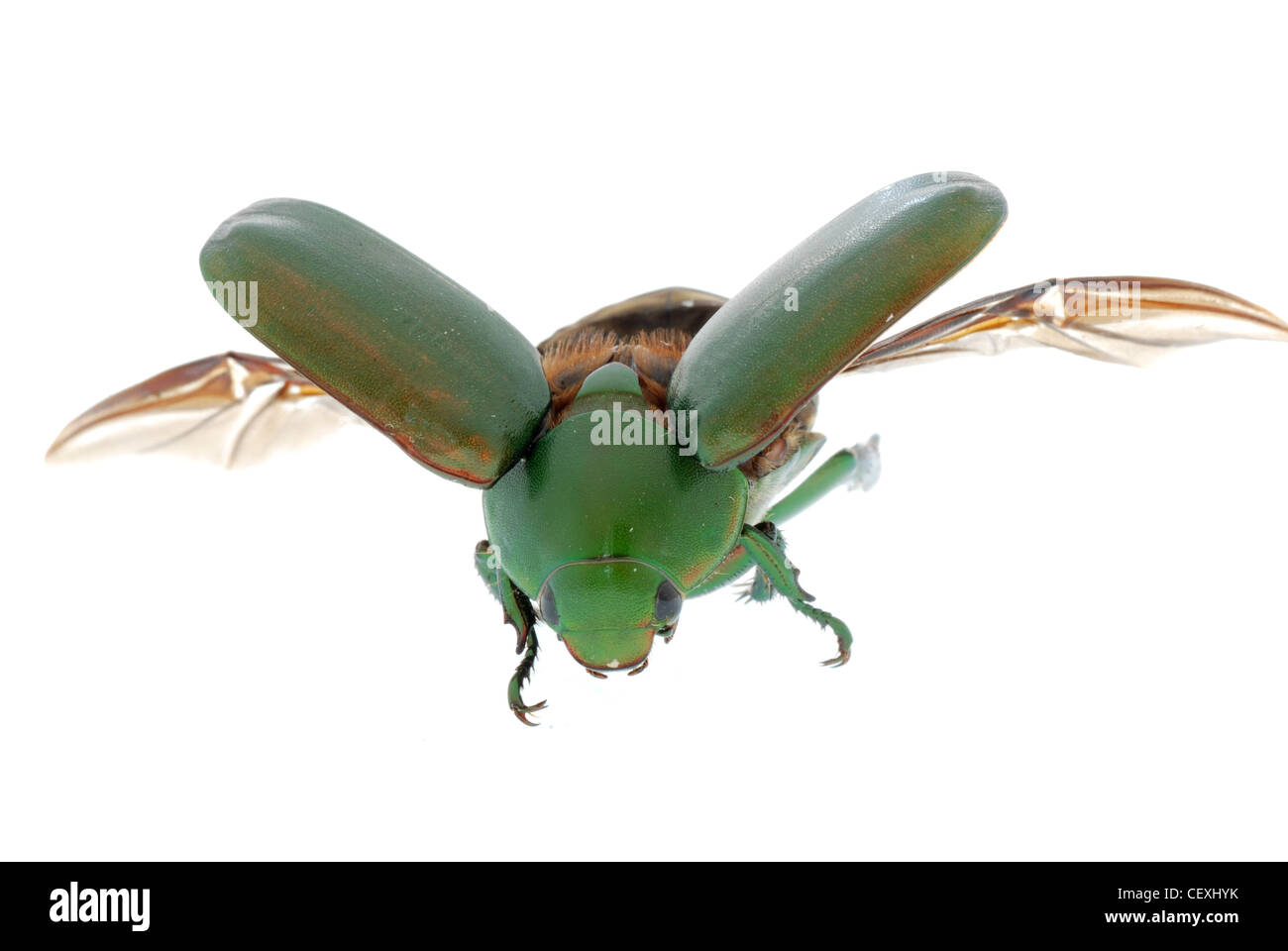 flying insect green beetle (Anomala cupripes) isolated on white ...