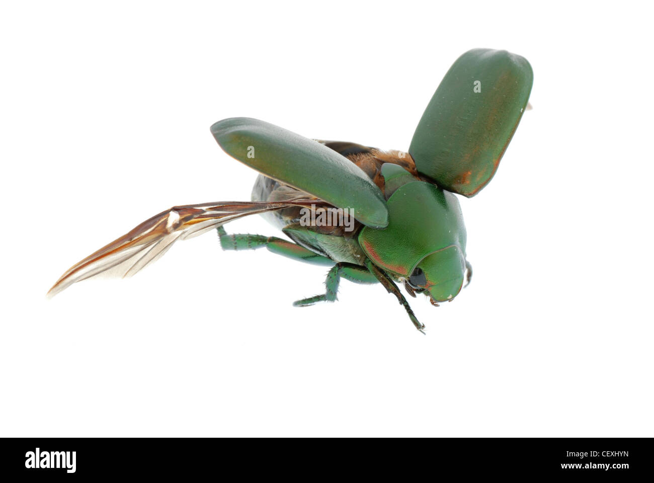flying insect green beetle (Anomala cupripes) isolated on white ...