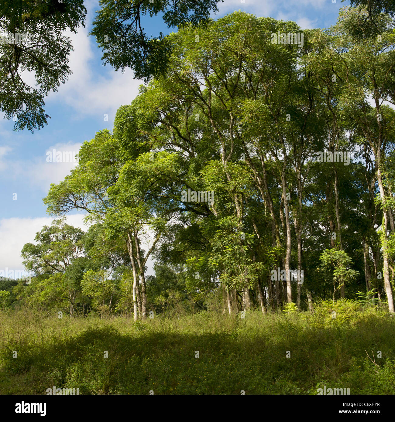 Lush green trees galapagos equador hi-res stock photography and images ...