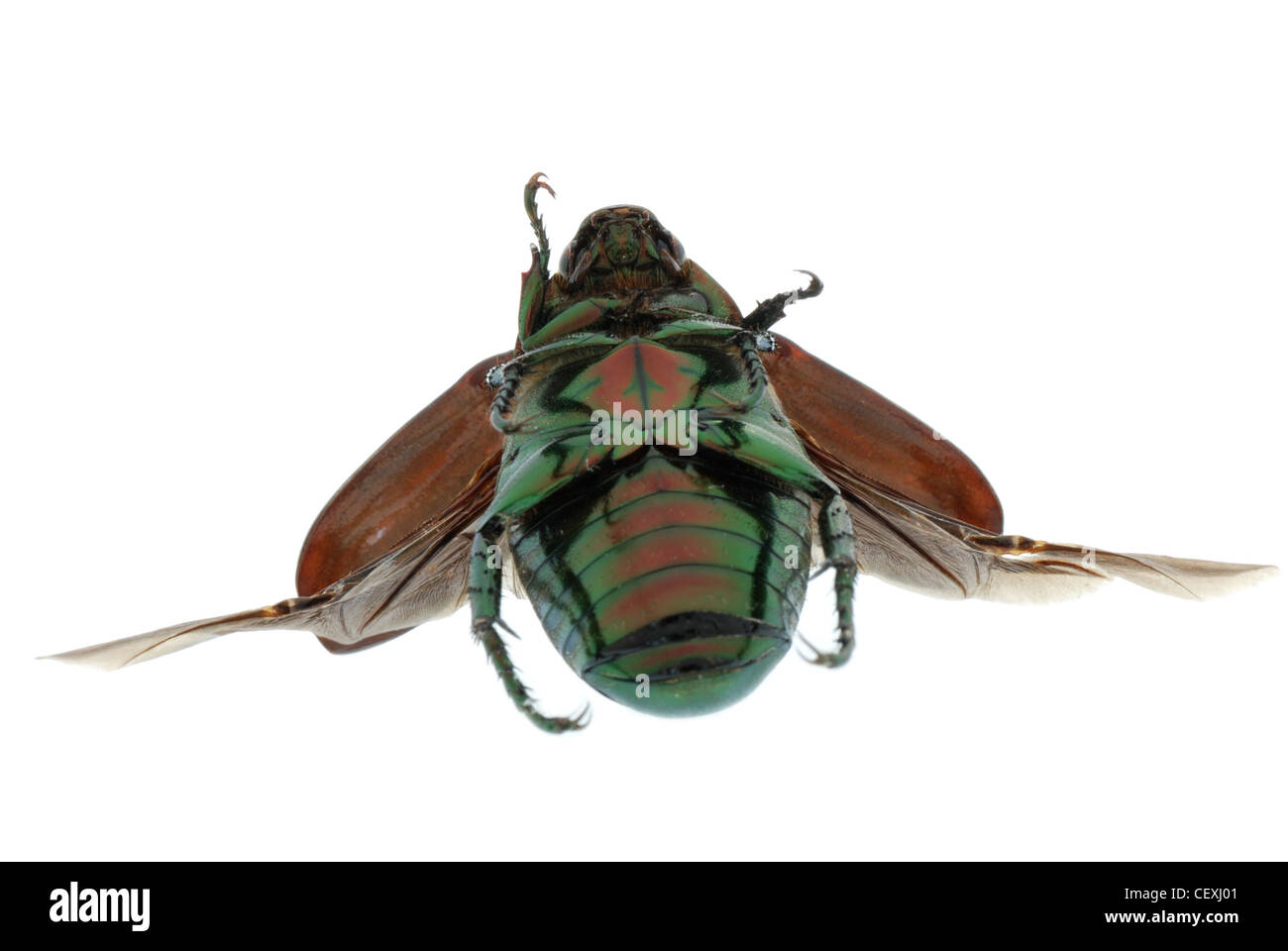 flying insect green beetle (Anomala cupripes) isolated on white ...