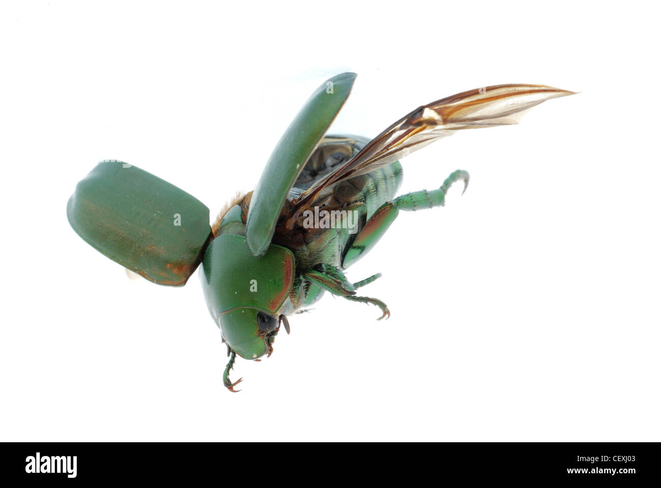 flying insect green beetle (Anomala cupripes) isolated on white ...