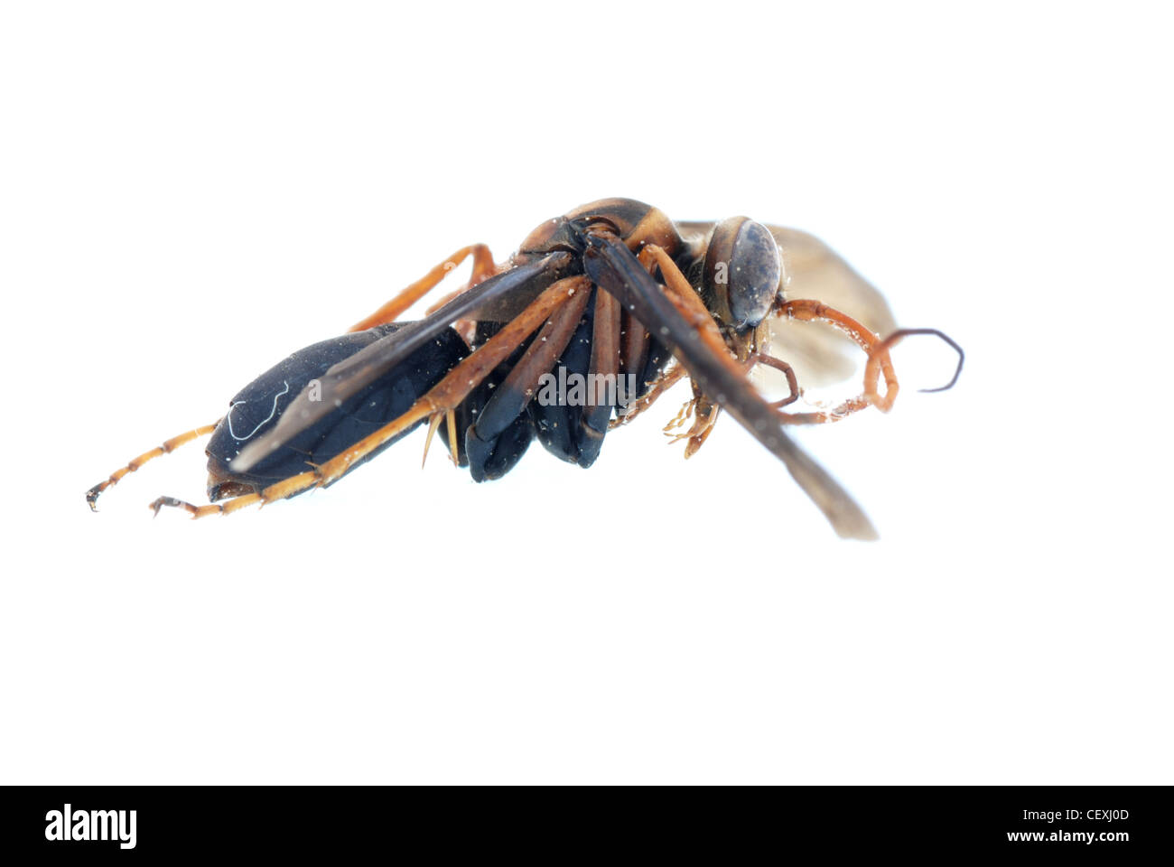 Bee insect hi-res stock photography and images - Alamy