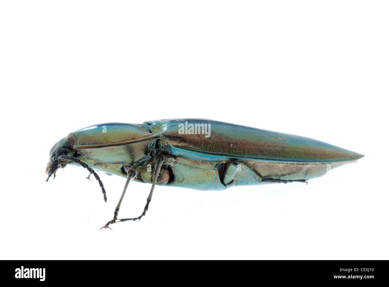 shiny green click beetle insect (Camposoternus auratus) isolated Stock ...