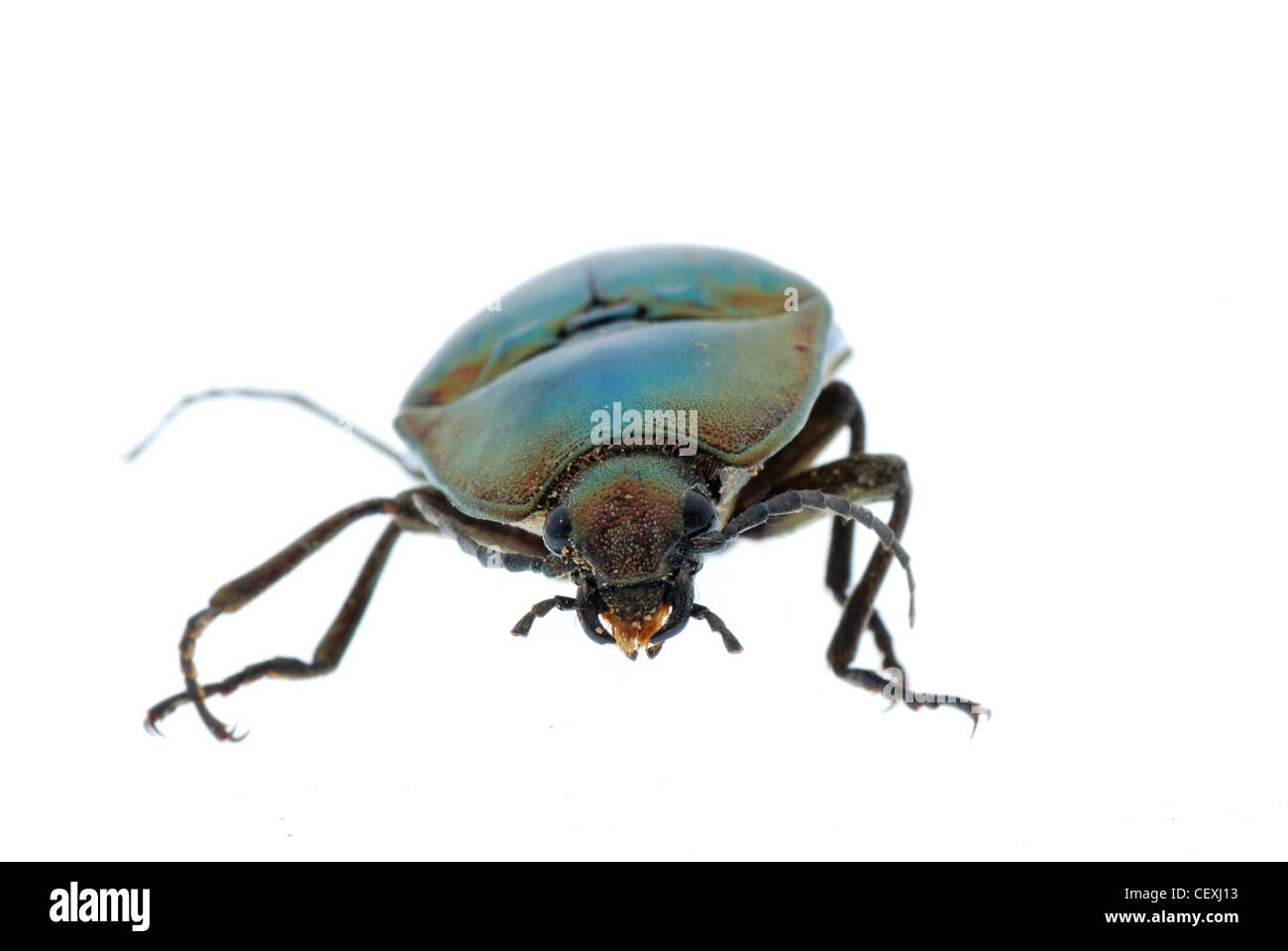 shiny green click beetle insect (Camposoternus auratus) isolated Stock ...