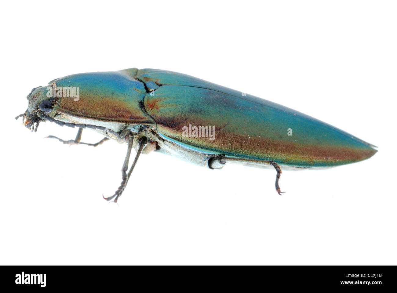 shiny green click beetle insect (Camposoternus auratus) isolated Stock ...