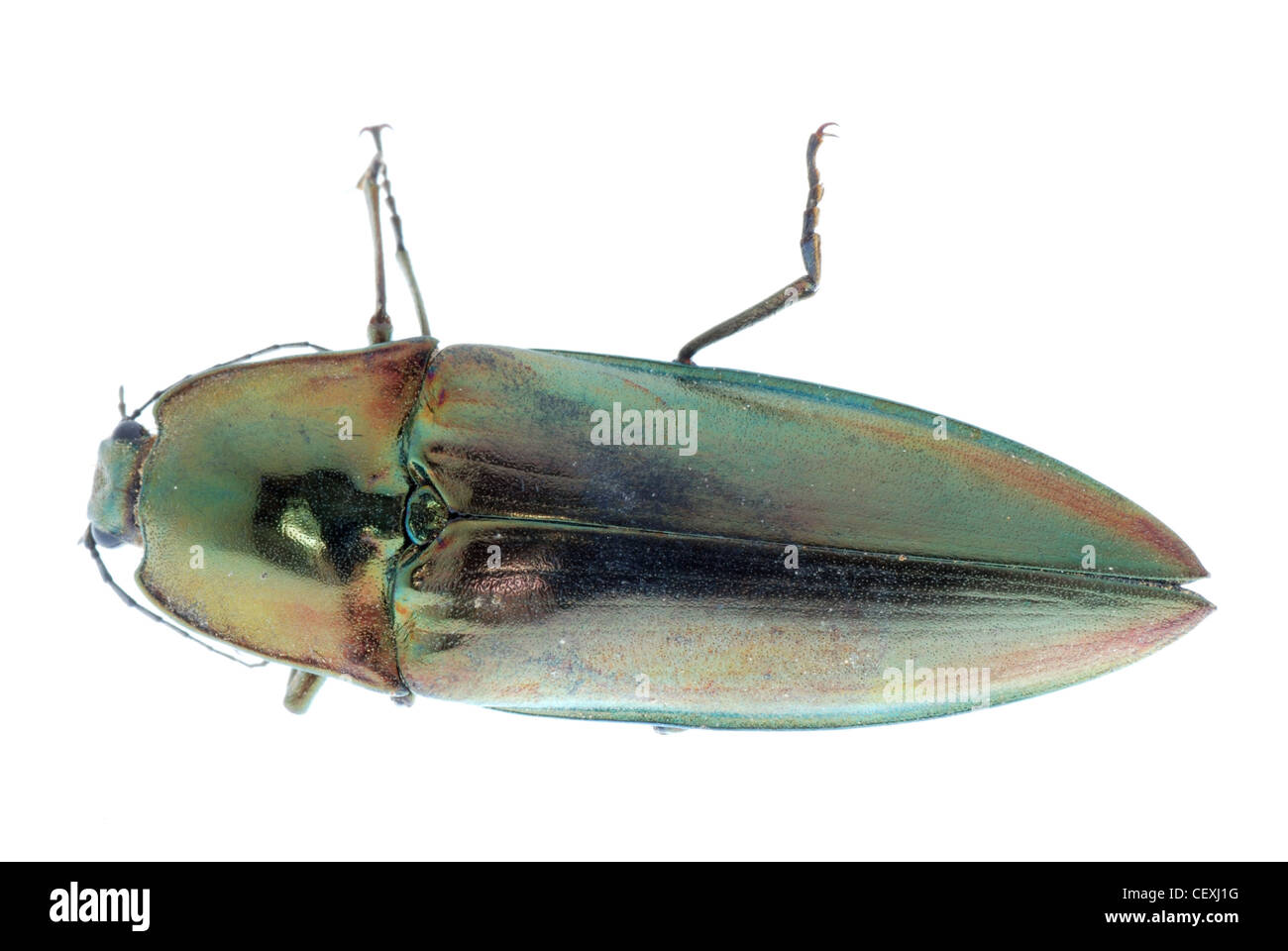 shiny green click beetle insect (Camposoternus auratus) isolated Stock ...