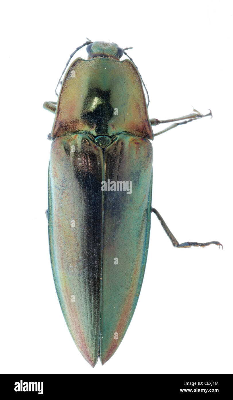 shiny green click beetle insect (Camposoternus auratus) isolated Stock ...