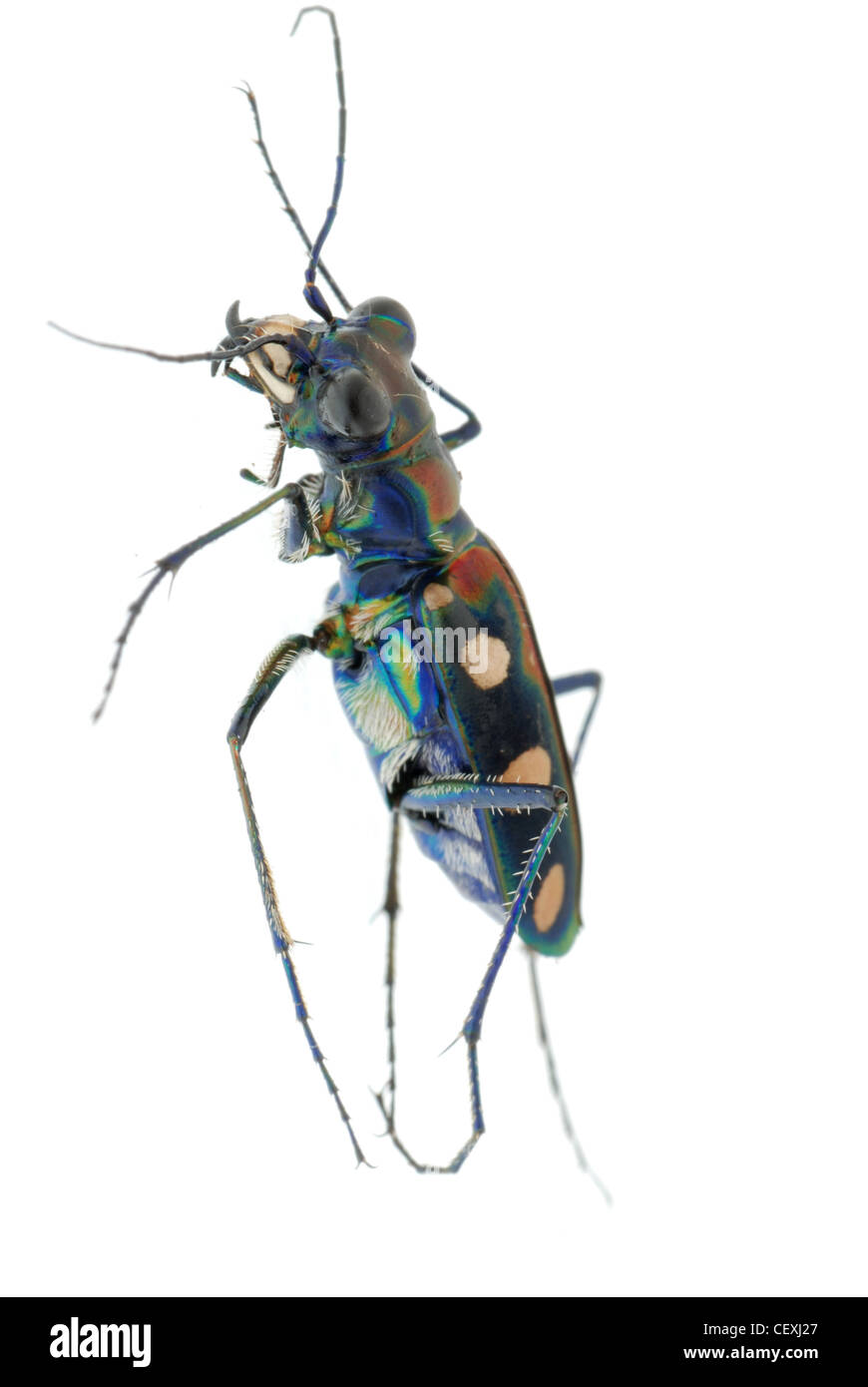tiger beetle bug insect isolated on white Stock Photo - Alamy