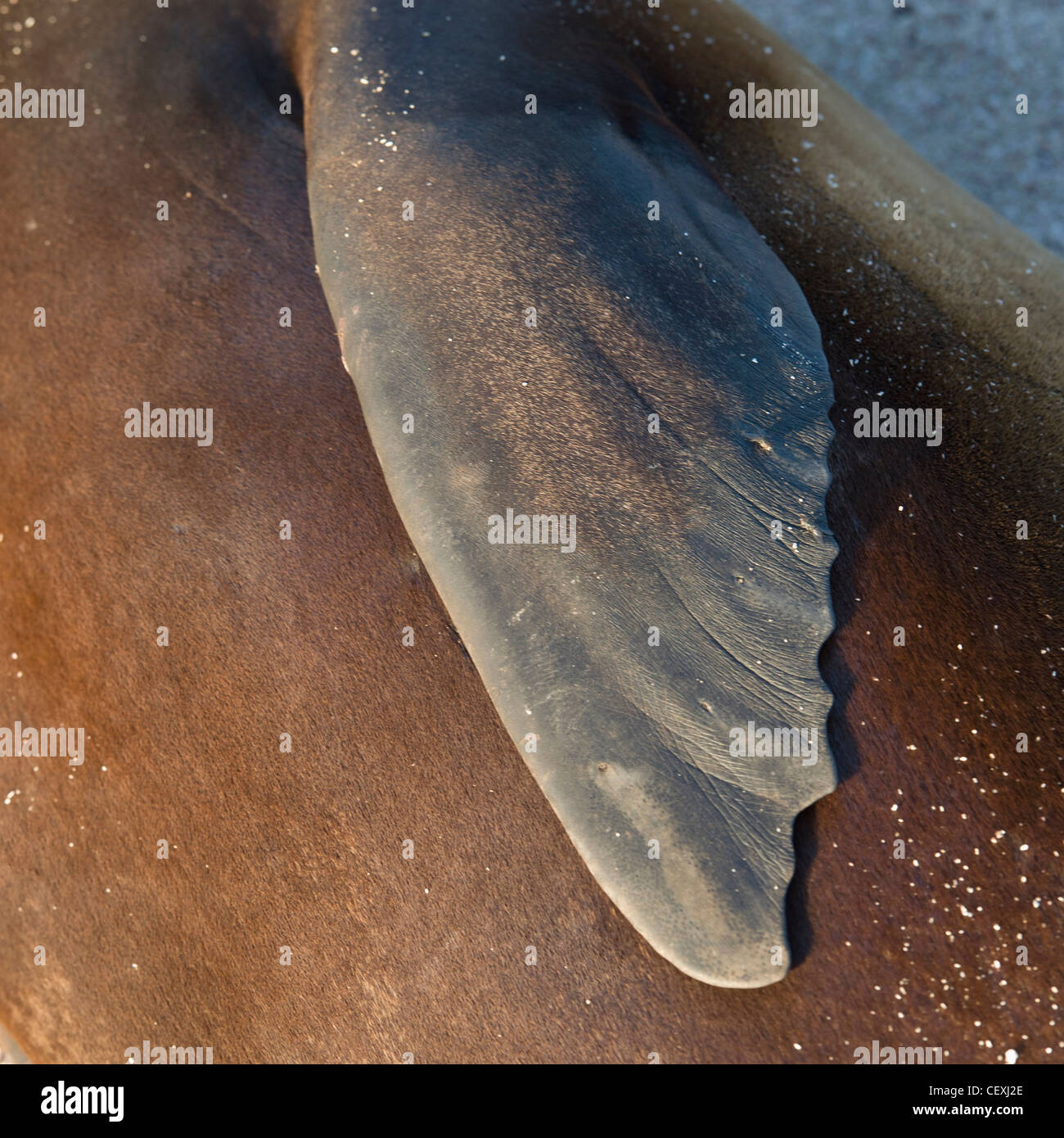 Skin of seal hi-res stock photography and images - Alamy