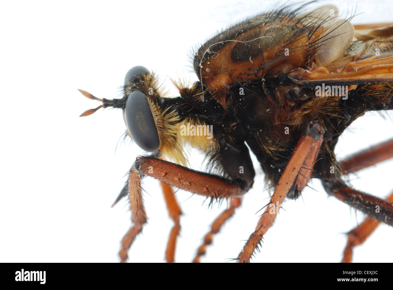 robber fly isolated on white background Stock Photo - Alamy