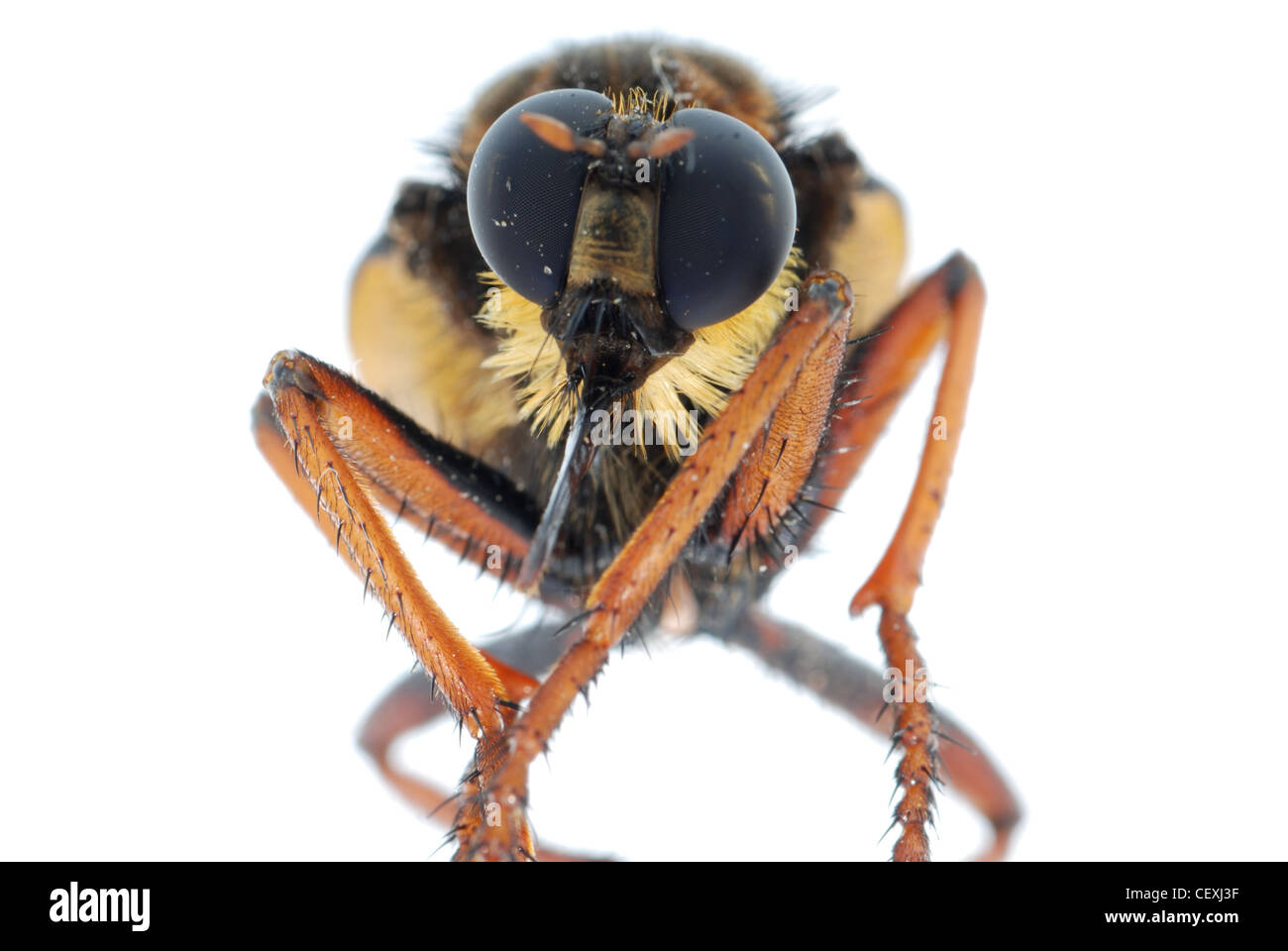 robber fly isolated on white background Stock Photo - Alamy