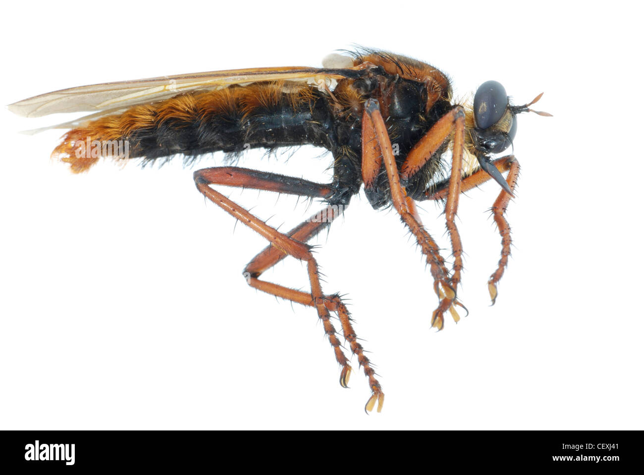 robber fly isolated on white background Stock Photo - Alamy