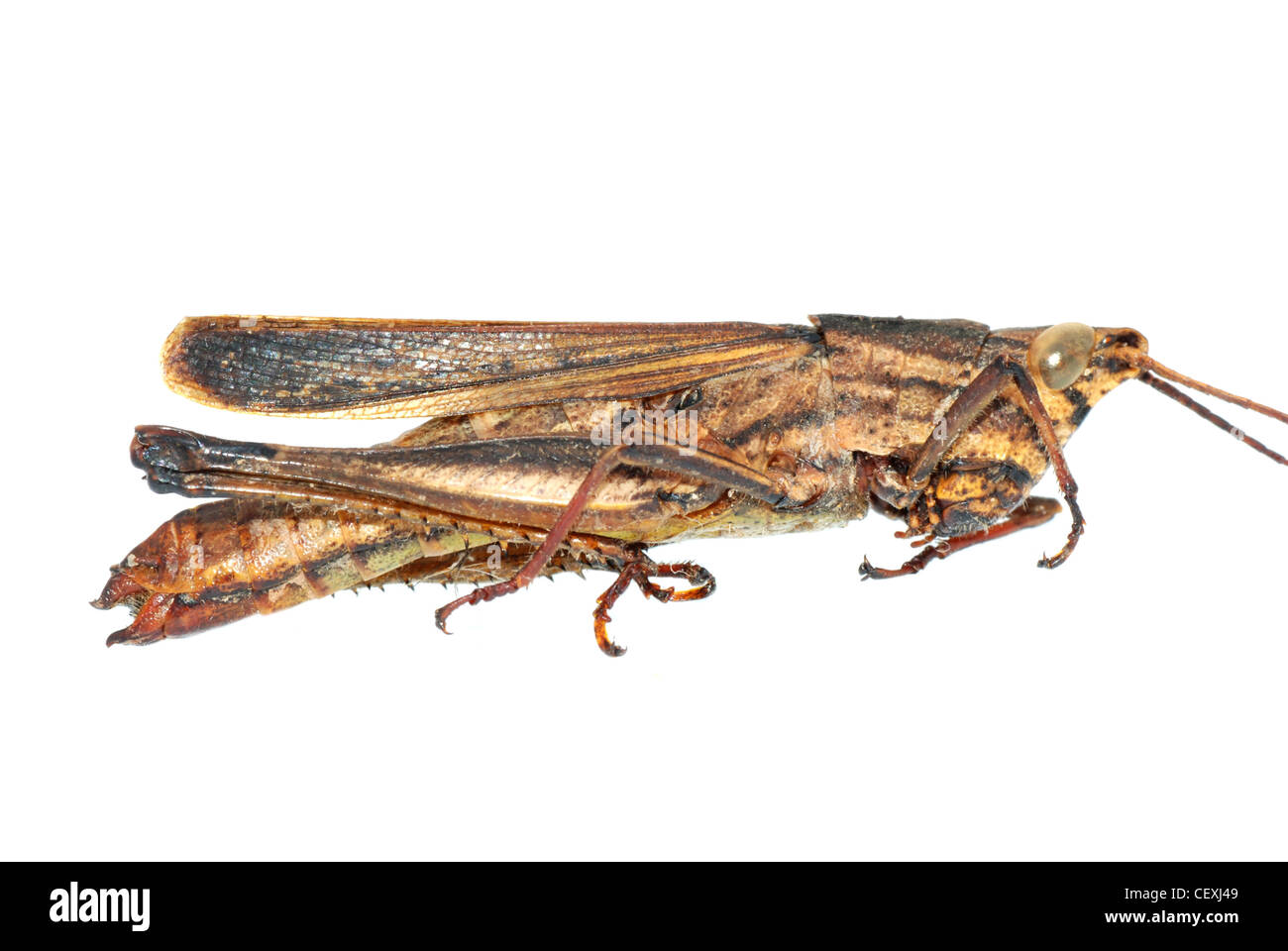 Segmented insect hi-res stock photography and images - Alamy