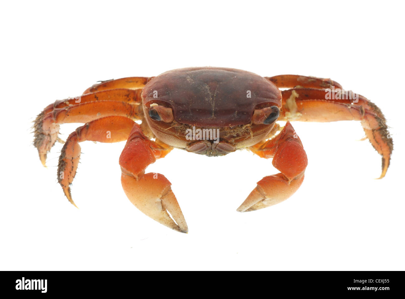 seafood animal red crab isolated on white Stock Photo - Alamy