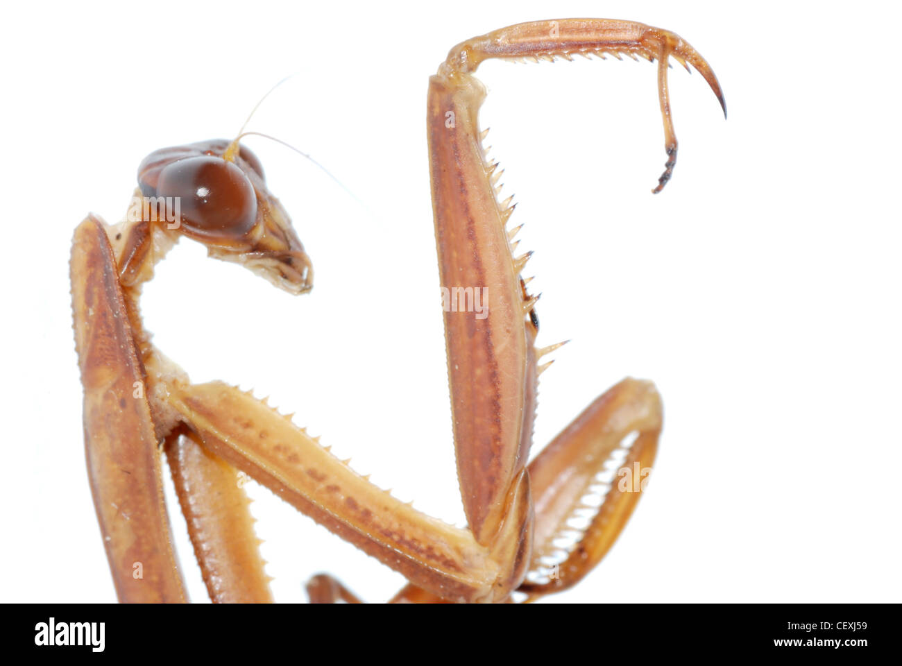 praying mantis bug insect isolated on white Stock Photo - Alamy