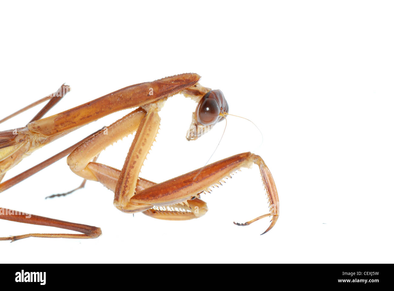praying mantis bug insect isolated on white Stock Photo - Alamy