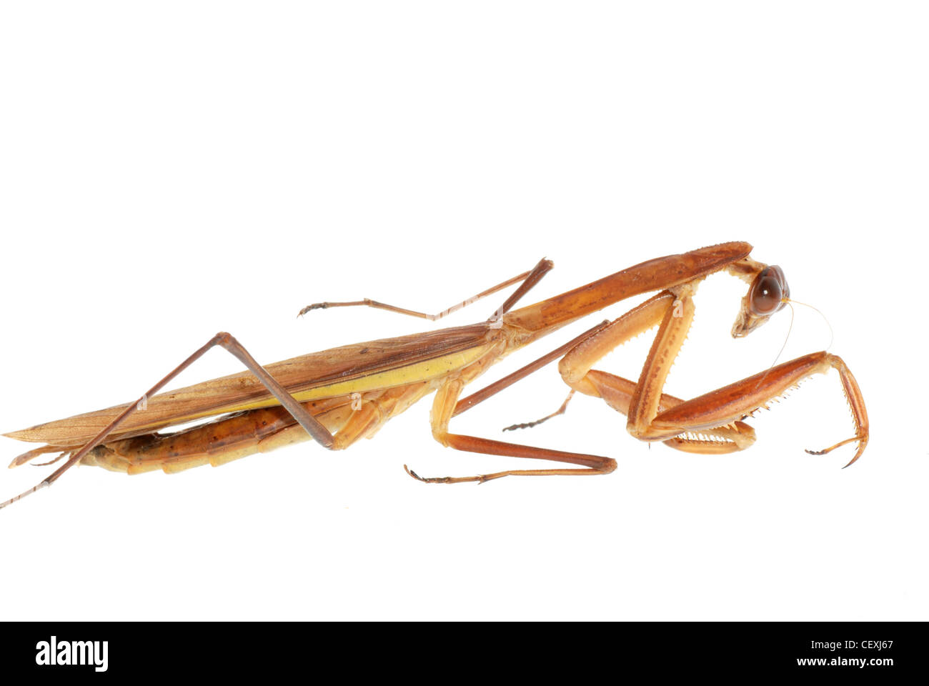 praying mantis bug insect isolated on white Stock Photo - Alamy