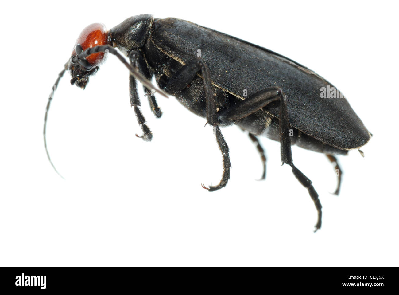 Macro bug insect orange Cut Out Stock Images & Pictures - Alamy