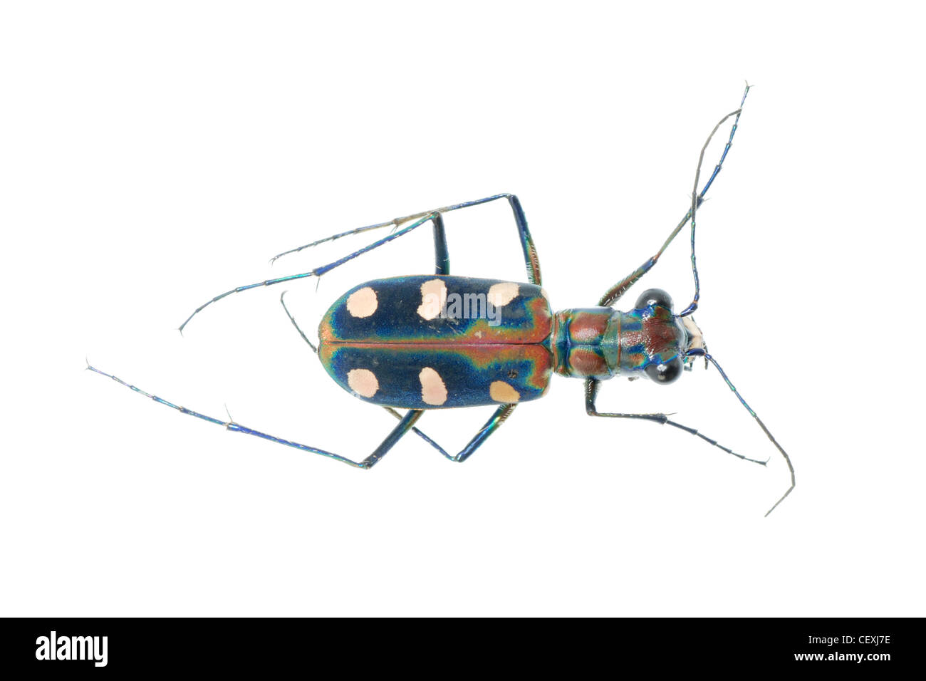 tiger beetle bug insect isolated on white Stock Photo - Alamy
