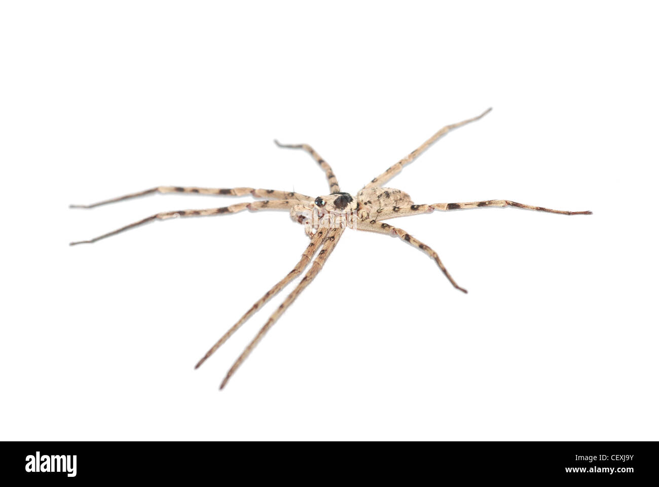 giant spider isolated in white background Stock Photo - Alamy