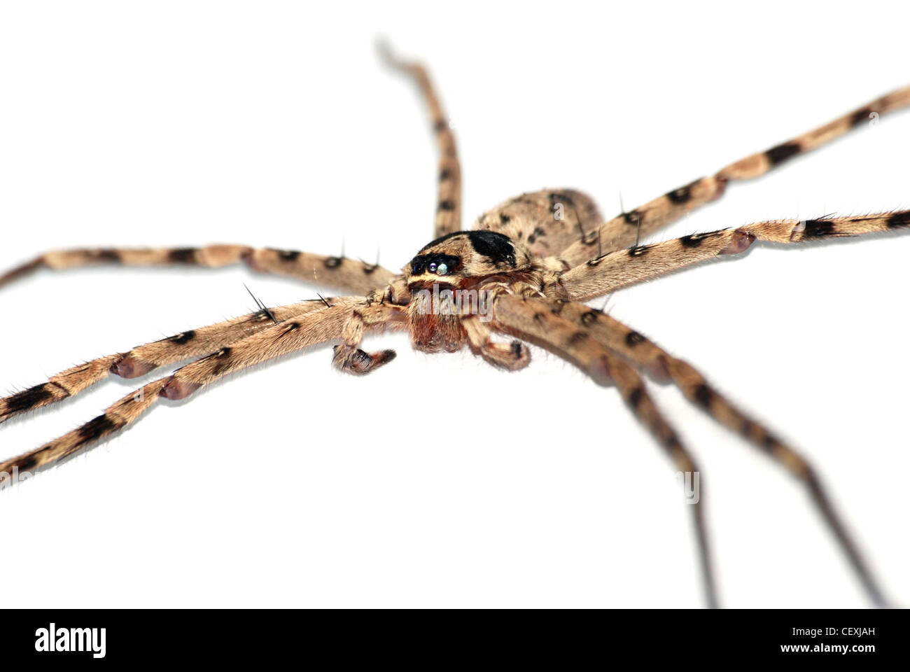giant spider isolated in white background Stock Photo - Alamy