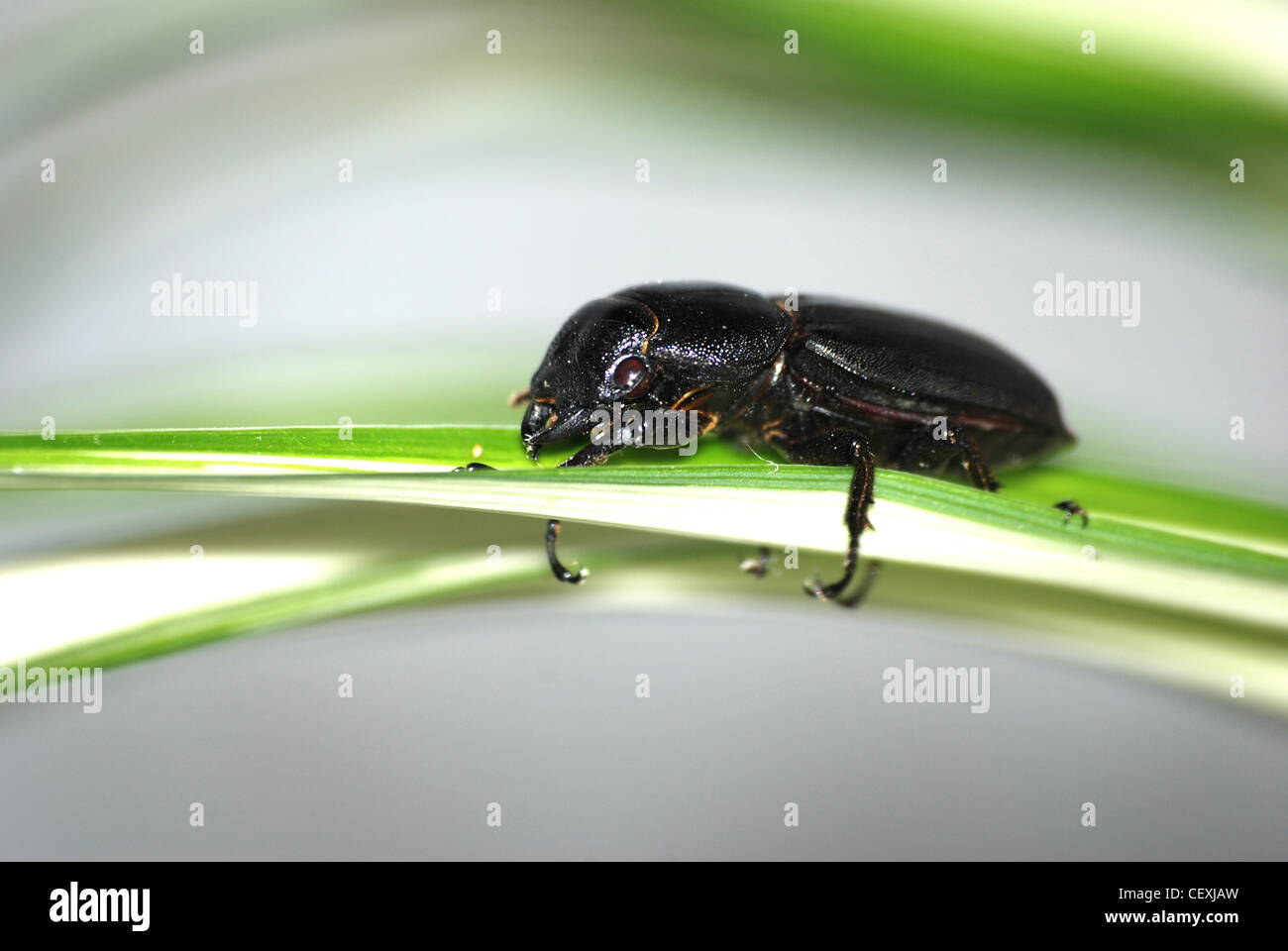 insect stag beetle bug on grass Stock Photo - Alamy