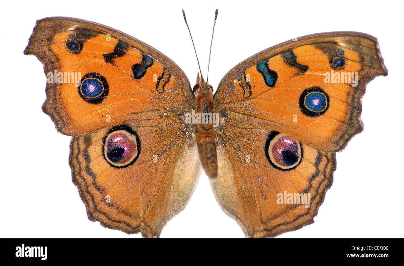 Butterfly set Cut Out Stock Images & Pictures - Alamy