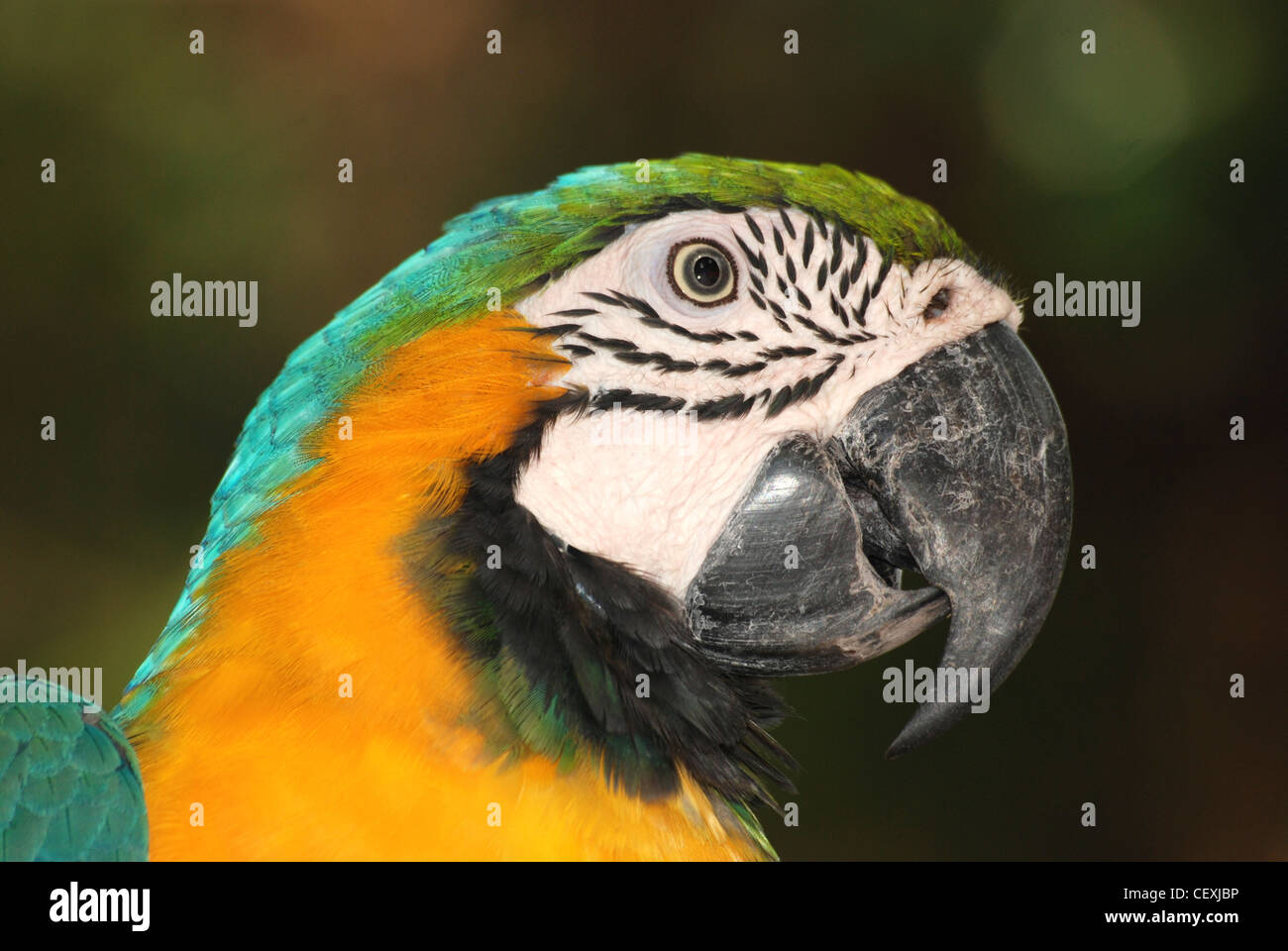 portrait macaw bird close up Stock Photo - Alamy
