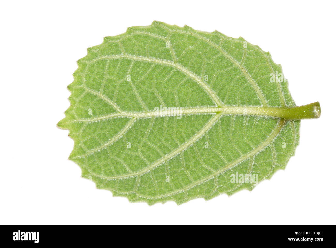 Abstract grass texture Cut Out Stock Images & Pictures - Alamy