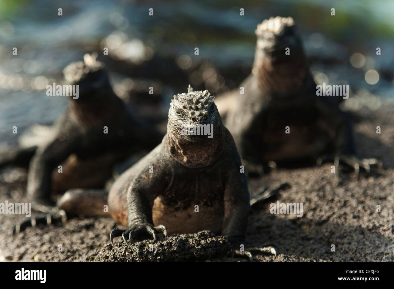 Three iguanas hi-res stock photography and images - Alamy