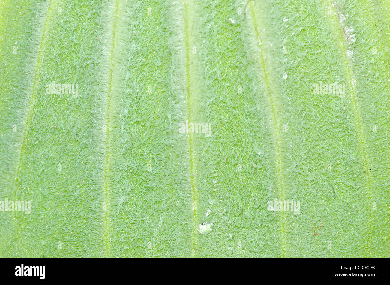 Spring green leaf macro texture Stock Photo - Alamy