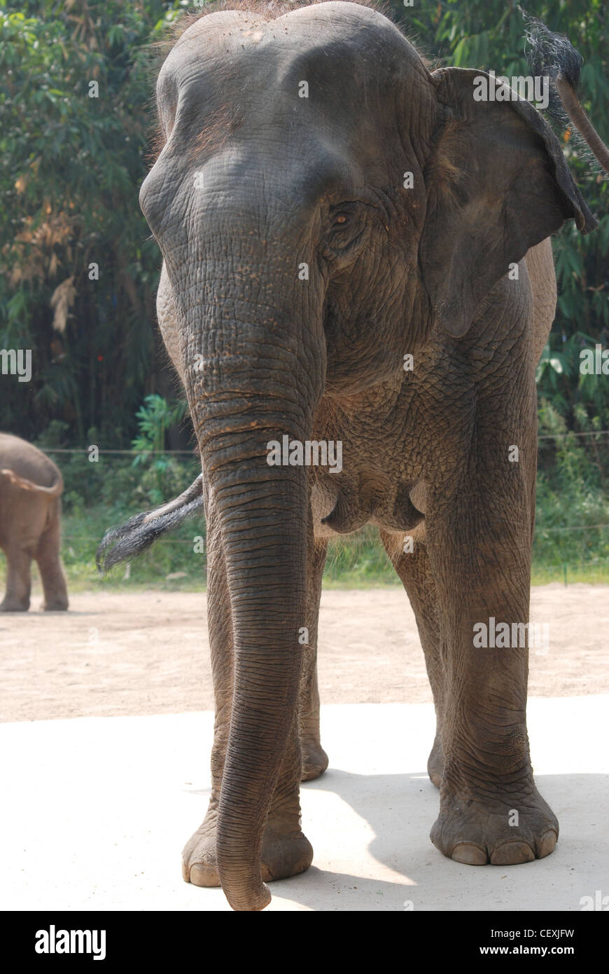 Asian elephant tusks white background hi-res stock photography and ...