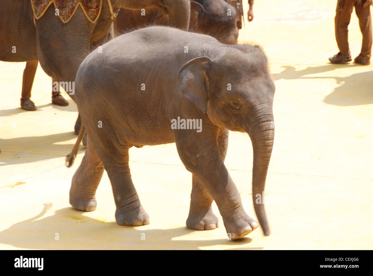 elephant baby walking on ground Stock Photo - Alamy