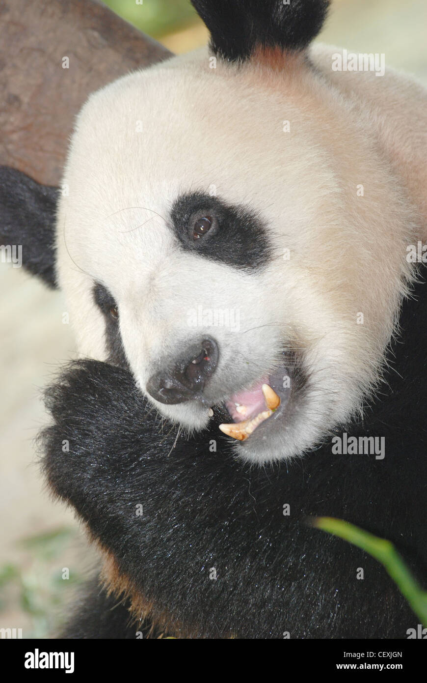 giant panda bear eat bamboo Stock Photo - Alamy